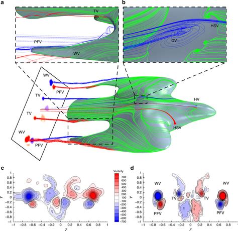 Evolution And Passage Of The Vortical Structures Over The Bird The Download Scientific Diagram