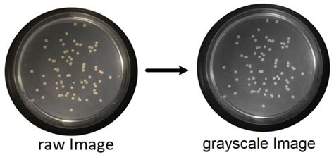 Bioengineering Free Full Text Image Analysis Semi Automatic System