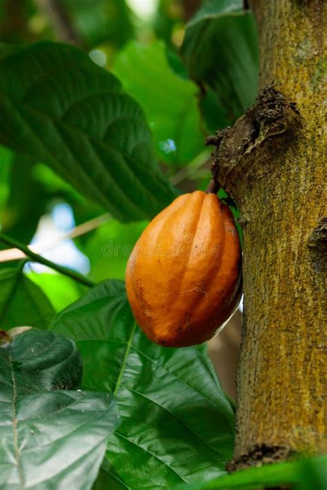 Orange Color Raw Cocoa Bean Hanging On Cacao Tree In The Forest Stock Photo Image Of Fruit