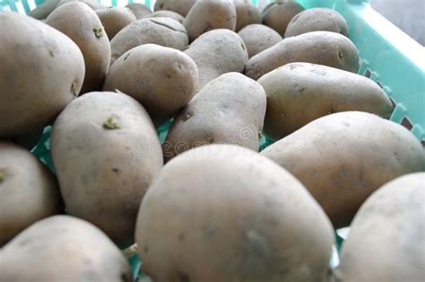 Close Up On A Stack Of Potatoes On A Market Stall Stock Image Image