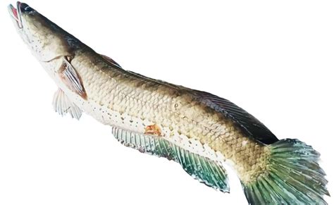 Resep Gence Ruan Khas Kalimantan