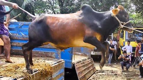 Cow Unloading From Track At Very Popular Village Cattle Market Part
