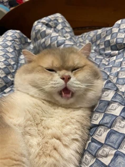 是谁我不说 猫咪 新年又开始摸猫头了 这是一个悲伤的故事 Youtube