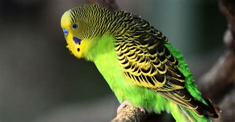 15 Loud Pet Birds That Can Be Annoying Sometimes