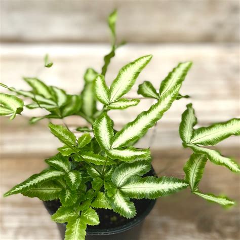 Ferns Plants Types