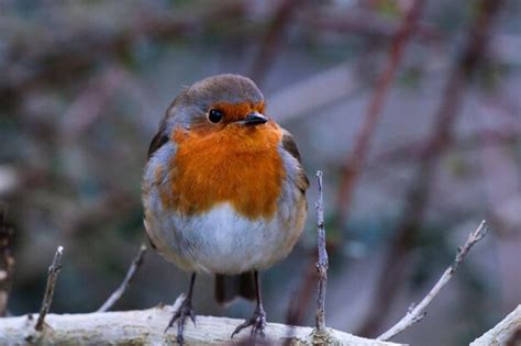 Premium Photo Robin Perched On A Branch
