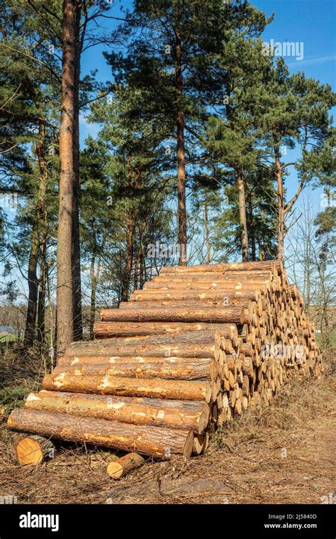 Log Dump In Pinewood Forest In Ystad Scania Sweden Scandinavia Stock