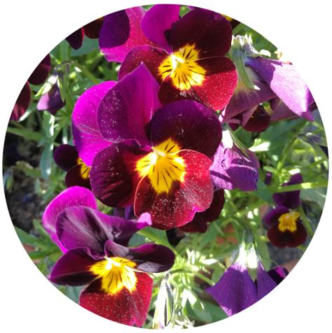 Create Your Magical Life Now 2024 Sara Aurora Waters