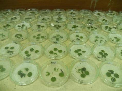 The Leaf Disc Choice Test Of 150 Soybean Genotypes In The Laboratory