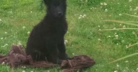 German Shep Pup Imgur