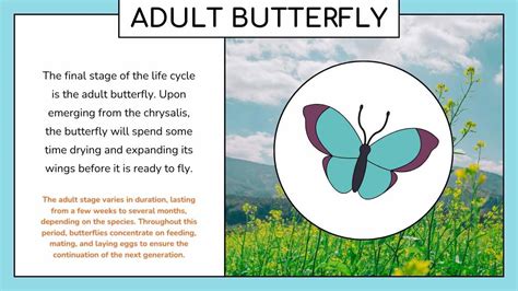 Free Life Cycle PowerPoint Templates Google Slides Themes