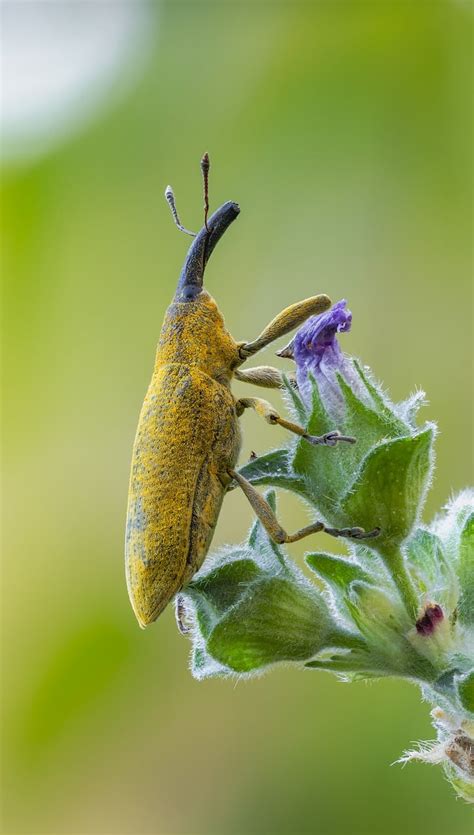 Weevil Beetle Insect Free Photo On Pixabay