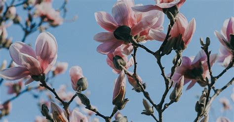 가을의 나무 경치 경치가 좋은 계절 고요한 꽃 꽃 침대 꽃 피는 나무 꽃다발 꽃에 앉은 나비 꽃이 피는 꽃잎
