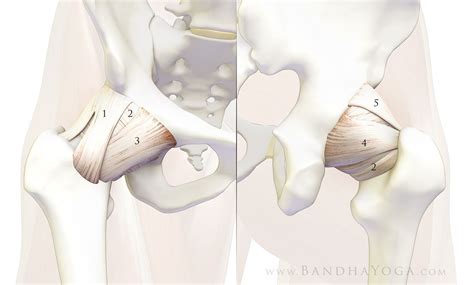 Pubofemoral Ligament
