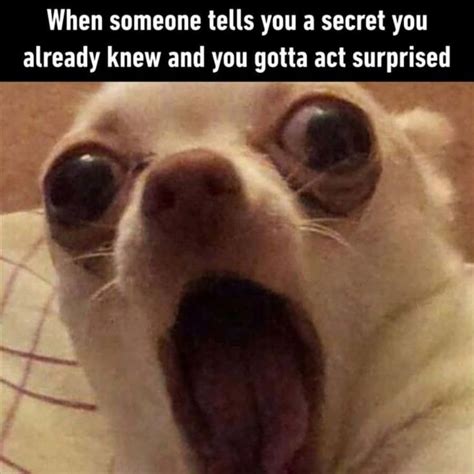 Really Really Funny Memes Funny