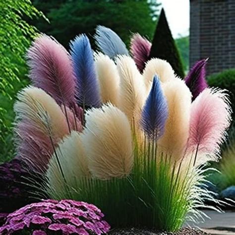 Pampas Grass Seeds Cortaderia Selloana