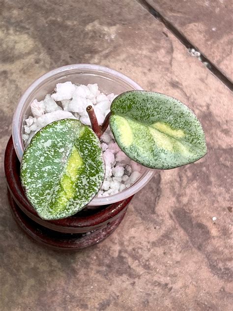 Hoya Argentea Princess All Plants Variegated