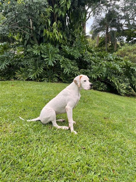 Female English Pointer Puppy In The Garden Stock Image Image Of