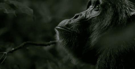 Brutal Facts About Chimpanzees Science Sensei