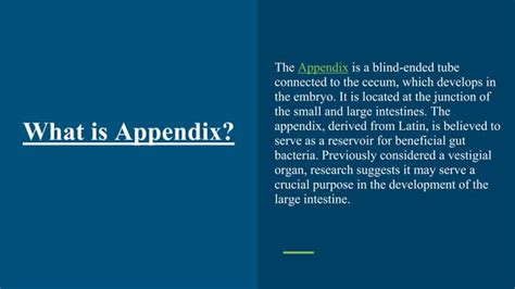 A Comprehensive Guide To Understanding The Appendix PPT