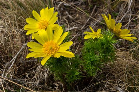 Adonis Vernalis는 스핑 가든에있는 다년생 꽃 피는 식물입니다 Adonis Vernalis는 약용 식물입니다 자연