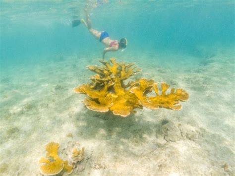 Snorkeling Butler Bay Saint Croix Sharks Or No Sharks