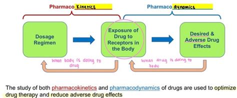 Intro To Pharmacodynamics Part Flashcards Quizlet