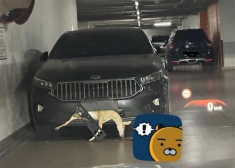 음주운전 저걸 어떻게 몰라고라니 사체 낀 채 운전한 남성