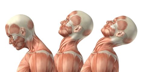 44 Cervical Flexion Extension Royalty Free Photos And Stock Images
