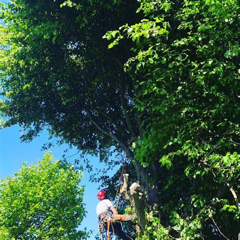 Bristol Tree Services Tree Surgeon In Bristol
