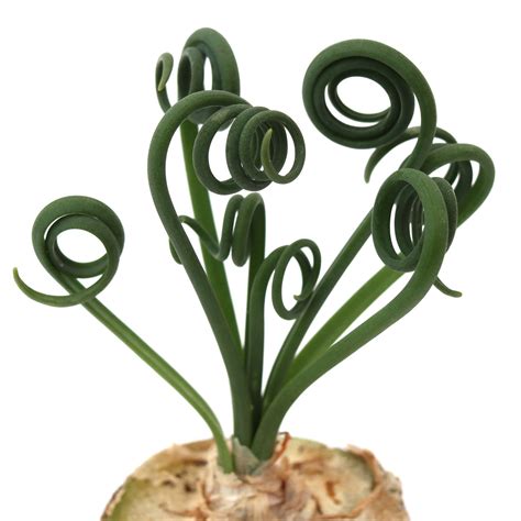 Albuca Spiralis Frizzle Sizzle Leaf And Clay®