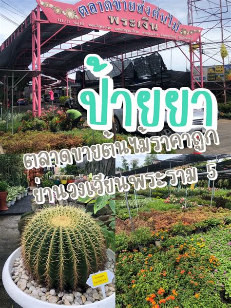 ป้ายยา ตลาดขายต้นไม้ราคาถูกย่านวงเวียนพระราม 5 แกลเลอรีที่โพสต์โดย