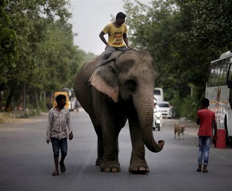 Delhi This Is The Elephant Police And Wildlife Officials Are Looking For Delhi News The