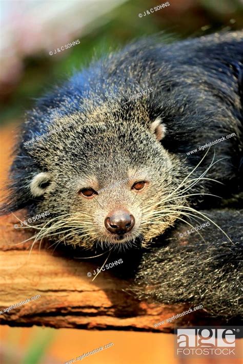 Binturong Arctictis Binturong Adult Resting On Tree Portrait Asia