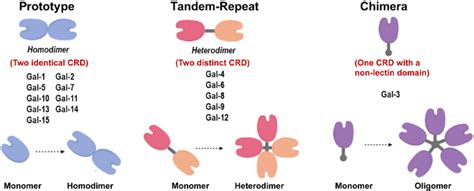 Classification Of Galectins Into Prototypical Dimeric Tandem Repeat Download Scientific