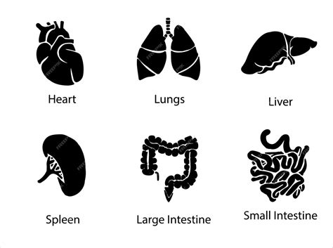 Premium Vector Human Internal Organs Vector Sketch Isolated