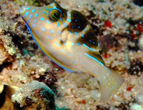 20 Types Of Pufferfish Species Facts And Photos