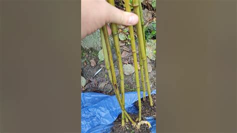 ბამბუკი Youtube