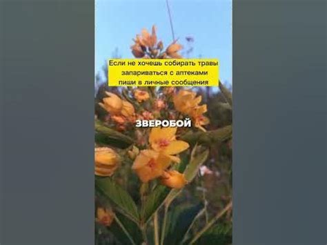 ЛУЧШИЕ ТРАВЫ против гельминтов #shorts - YouTube