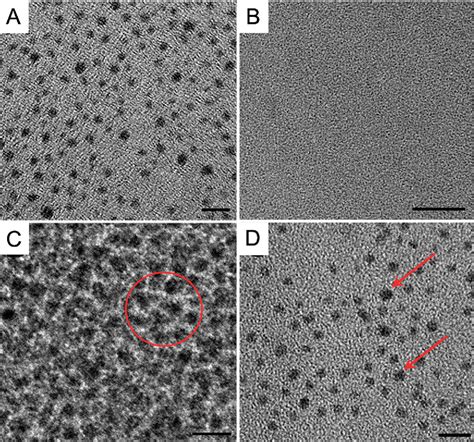 Figure 2 From Thermoreversible Covalent Self Assembly Of Oligop