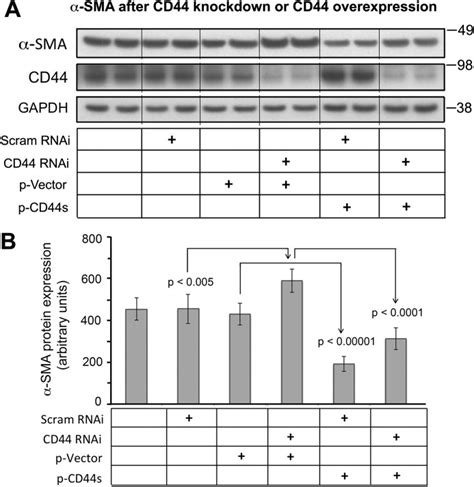 Cd44 Inhibits α Sma Gene Expression Via A Novel G Actinmrtf Mediated
