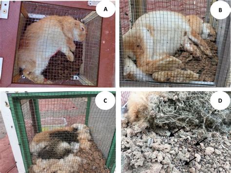 Stages In The Decomposition Process Of A Rabbit Corpse A Fresh