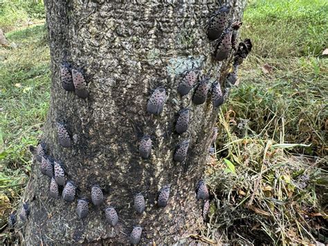 From Bugs To Trees A Md Arborists Tips For Spotting Invasive Species In Your Backyard Wtop News