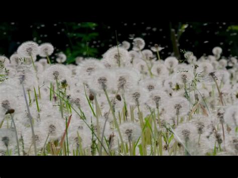 شکوہ Video Dailymotion