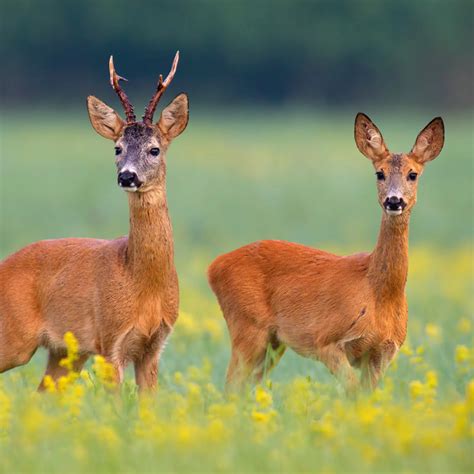 Aimpoint Roebuck Hunting Aimpoint