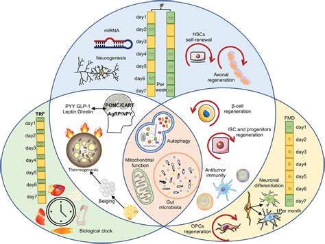 Fasting From Physiology To Pathology Tang 2023 Advanced Science
