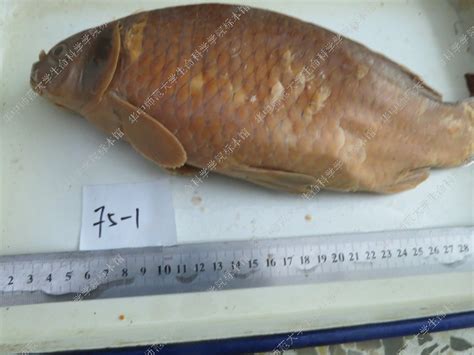 Sphyrna Zygaena