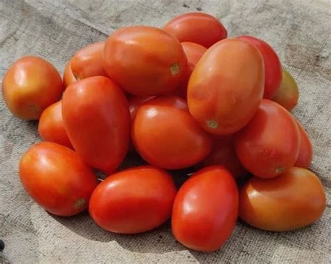 Tometo At Rs 100kg Fresh Fruits In Mandvi Id 2851622612191