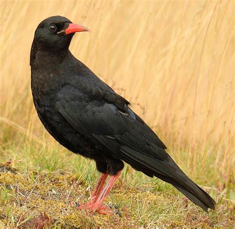 Corvid 19 Beautiful Birds Be Your Own Birder