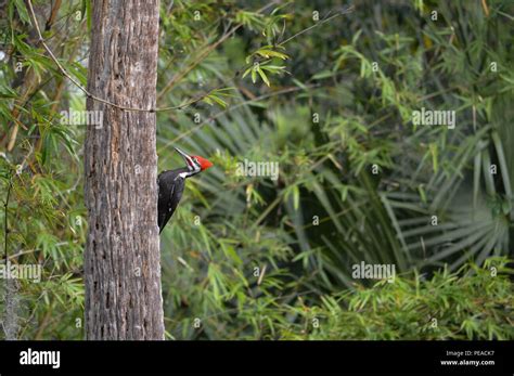 Pileated Woodpecker Red Headed Bird Flaming Crest Profile Color